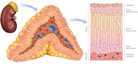 Adrenal Cortex Zones And Hormones At Erminia Heavner Blog