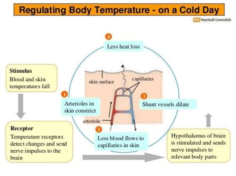 Role Of Skin In Regulation Of Body Temperature Pptx