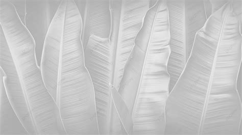 신선한 녹색 바나나 잎의 추상 줄무늬 배경 자연 질감 숲의 질감 잎 잎맥 Png 일러스트 및 이미지 에 대한 무료 다운로드 Pngtree