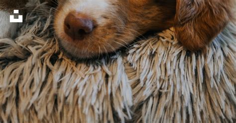 회색과 흰색 산타 모자를 쓴 갈색과 흰색 짧은 코팅 개 사진 Unsplash의 무료 풋사랑 이미지