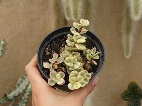 SEDUM VARIEGATA POTE11 Suculentas Jardim Brilhante