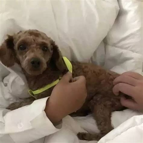 汉 小学语文二年级下册