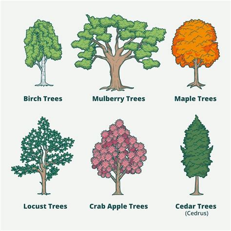 Oak Tree Identification Vectors Download Free High Quality Vectors