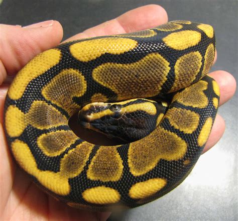 Yellow Belly Ball Python Markers Yellow Belly Ball Python Markers