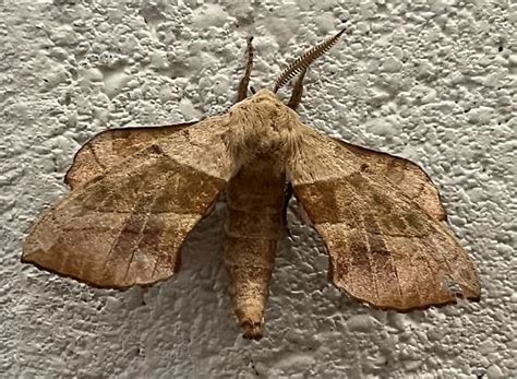 Amorpha Juglandis Bugguidenet