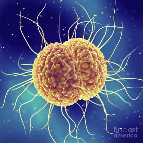 Gonorrhoea Bacteria Photograph By Science Photo Library Pixels