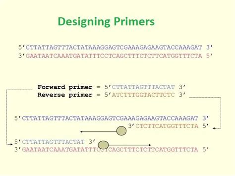 designing pcr primers 6 useful tips microbe online