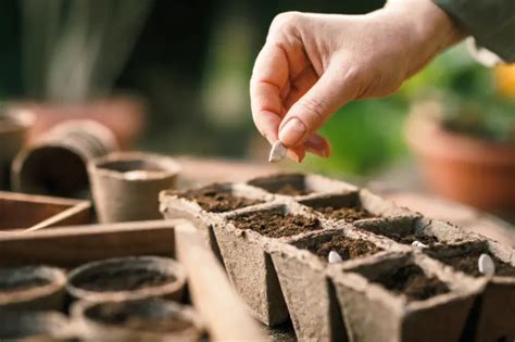 Seed Sowing For Beginners A Step By Step Guide