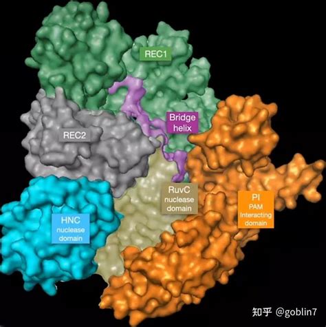 基因编辑的潘多拉CRISPR Cas 技术 知乎