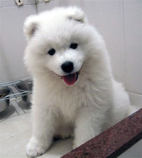 10 Dogs That Look Like Polar Bear Cubs The Dog People By