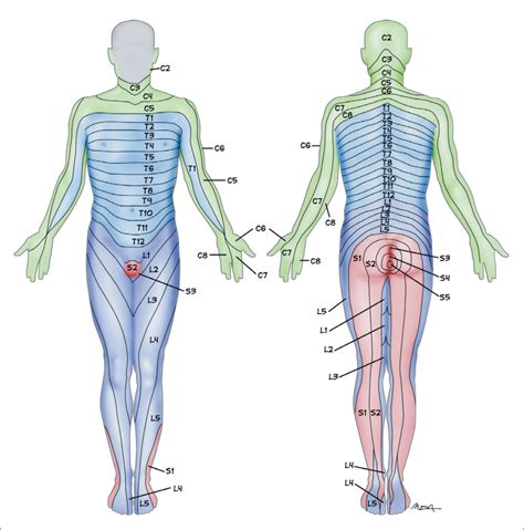 Dermatomes Face Shingles