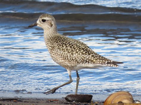 ダイゼン 2020 09 28 日本の野鳥識別図鑑