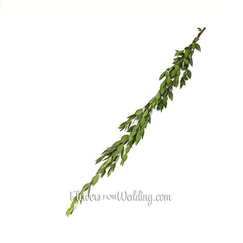 Myrtle Greenery Flowers For Weddings Wedding Flowers Lovely Bridal