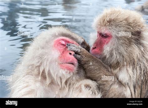 Japanese Macaque Snow Monkey Macaca Fuscata Grooming In Hot Springs