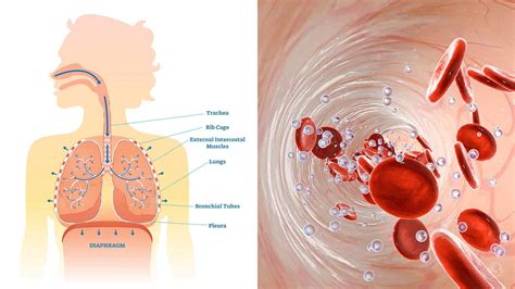 Ways To Increase Oxygen Levels In The Body Naturally