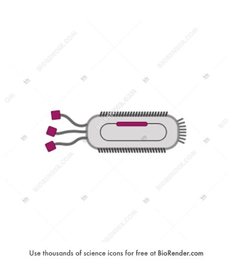 Free Phage Display Square Icons Symbols And Images Biorender