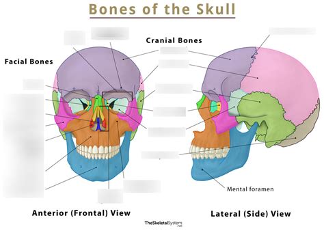 Skull Lab Diagram Quizlet