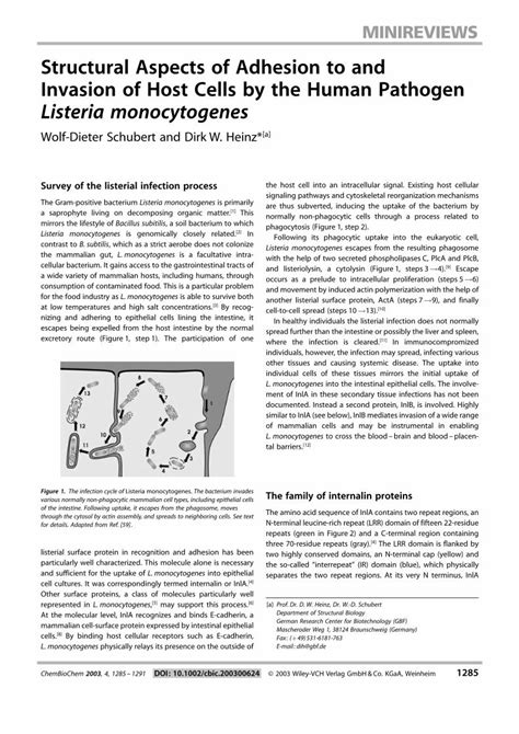 Pdf Structural Aspects Of Adhesion To And Invasion Of Host Cells By