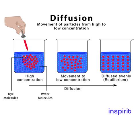 Equilibrium Biology Diffusion