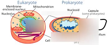 Cells Diagram Quizlet