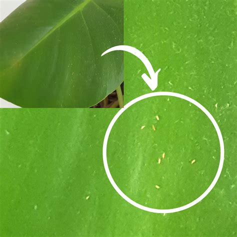 Thrip Troubles Heres How To Thwart Those Pesky Plant Pests Lost In