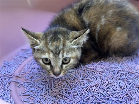 코리안숏헤어 지동이 보스턴테리어 핏불테리어 허스키 테리어종류 꼬똥 차오차오 아프간하운드 Cat 강아지분리불안 털안빠지는강아지 귀여운강아지 강아지종 사바나캣 믹스견 잭러셀