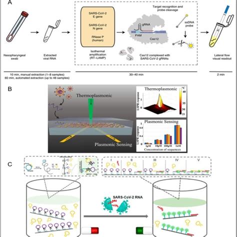 Detection Of Sarscov2 Rna Via Way Of Means Of Biosensors A Sarscov2 Download Scientific