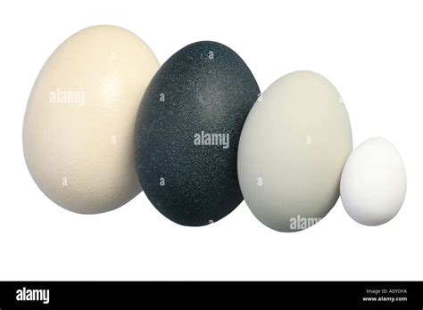 Size Comparison Of The Eggs Of Ostrich Largest Egg Of The World Stock