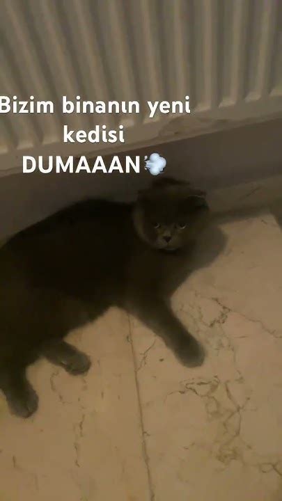 Yenii Youtube