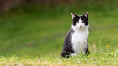 New Pet Form South Branch Animal Hospital