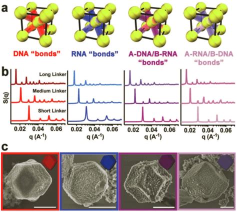 results and discussion spherical nucleic acids 4 volumes