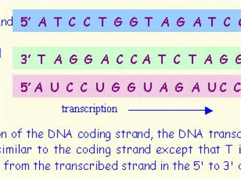 Difference Between Template And Coding Strand Solved 23 Transcribe The Following Sequence Of Dna