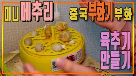 1 미니 메추리 키우기 인공파각 육추기 만들기 검란 중국 부화기 성능 Youtube