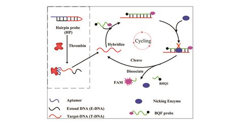 Sensitive And Homogeneous Protein Detection Based On Target Triggered Aptamer Hairpin Switch And