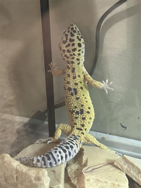 Strange Behavior Rleopardgeckos