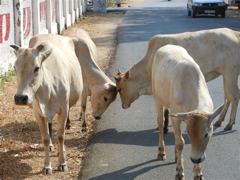 India Cows Sacred Free Photo On Pixabay