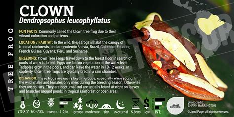 Dendropsophus Leucophyllatus Clown Tree Frog Cards And Labels