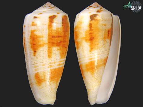 Conus Daucus Allspira