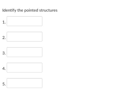 Solved Identify The Pointed Structures Chegg