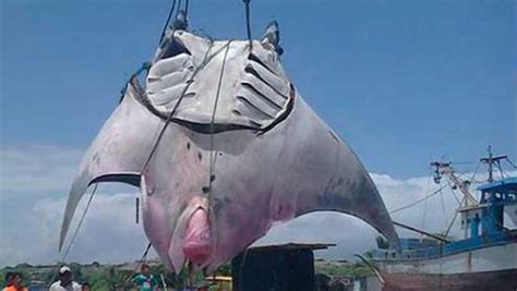 Pescaron Una Mantarraya De Mil Kilos Y La Sacaron Con Una Grúa Infobae