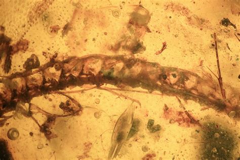 Fossil Reptile Skin And Vertebral Column In Amber Myanmar 109517