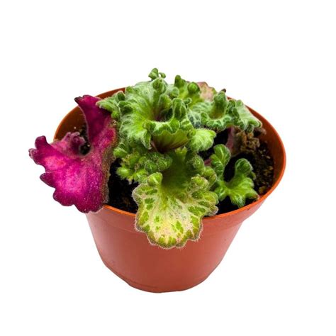 Curly Loki Pink Primulina 6 Inch Rare Variegated Gesneriad Flowering