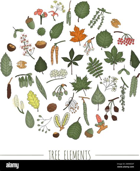 Vector Set Of Colored Tree Elements Isolated On White Background Framed