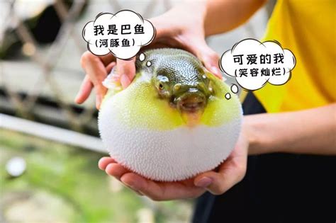 河豚鱼能跟芭乐 河豚和什么东西相克 巴肺鱼和河豚鱼的区别 大山谷图库