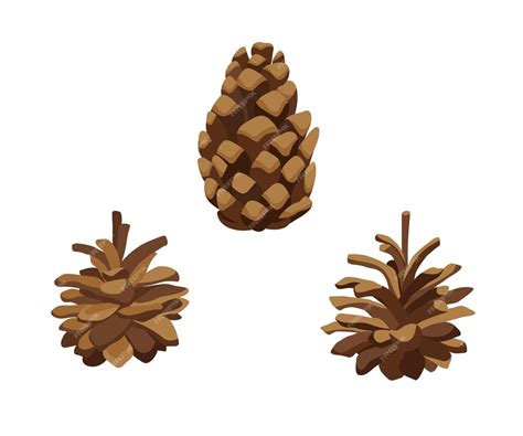 Premium Vector Set Of Various Pinecones Isolated On White Vector