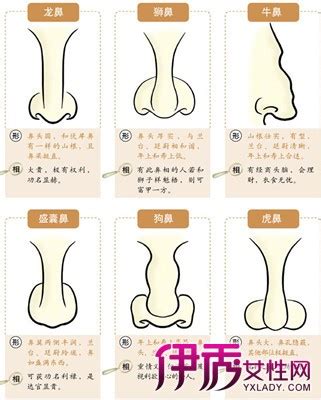 面相鼻子图你的面相鼻子知道 详解十种漏财鼻子 伊秀星座 yxlady