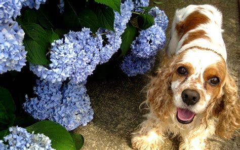 Cocker Spaniel Wallpapers Wallpaper Cave
