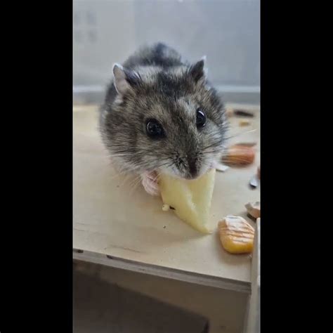 아침에 사과 한쪽 정글리안햄스터 햄찌 Hamster Youtube