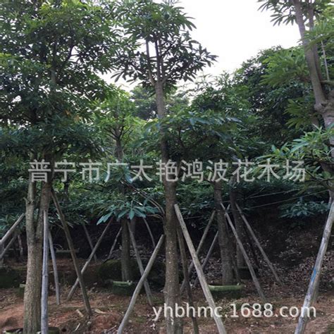 广东揭阳普宁假植苗糖胶树苗木橡皮树盆架子行道公园绿化工程苗 阿里巴巴