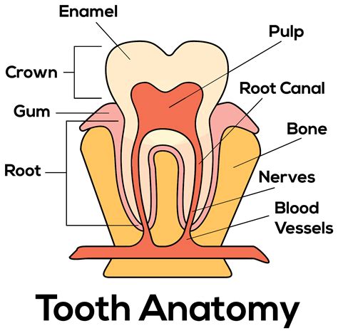 Download Tooth Anatomy By Paul Brennan Svg Freepngimg